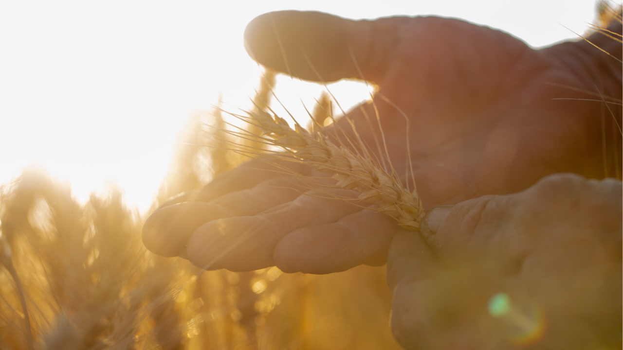 U.S. Wheat Associates - Dependable People, Reliable Wheat